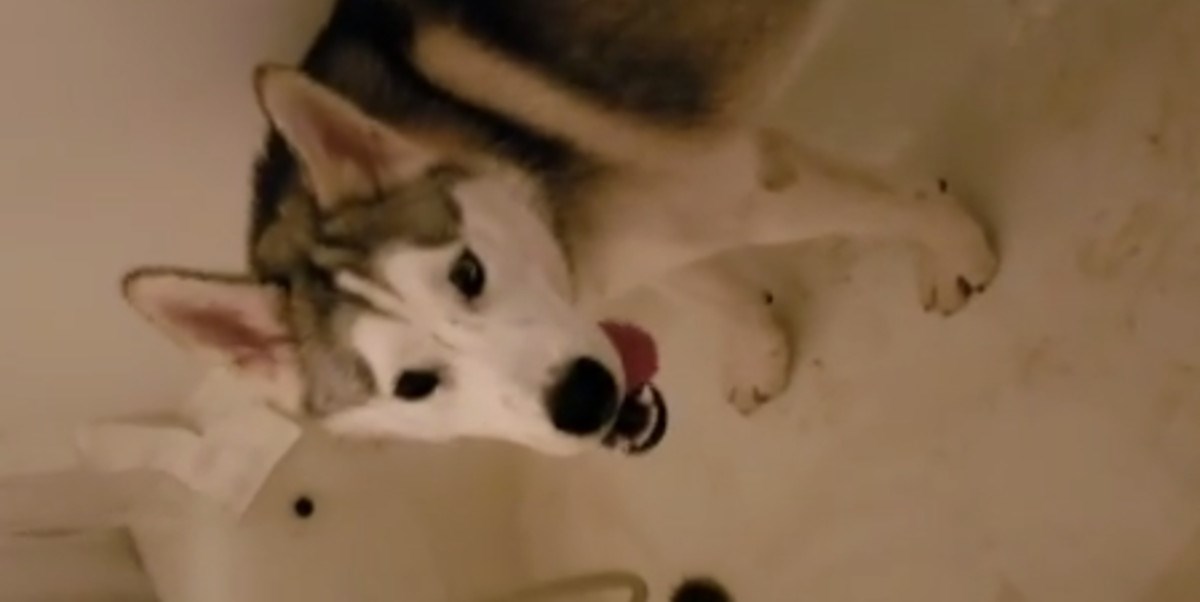 Tvrdoglavi haski koji ne želi izaći iz kade priredio je pravi show ...