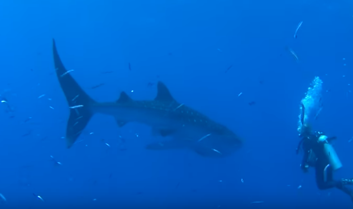 Ribe u jatu okružile ronioca, nije ni vidio morskog psa koji se ...