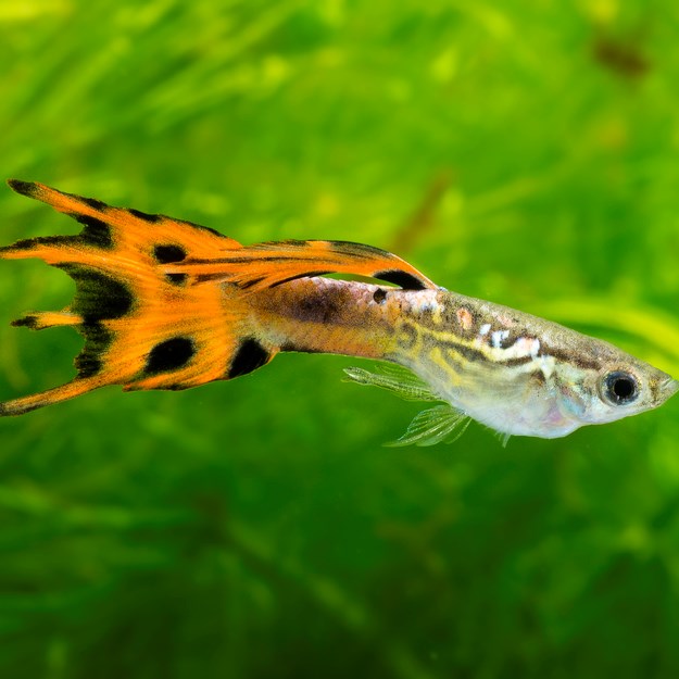 Gupiji - idealne ribice za početnike - Index.hr