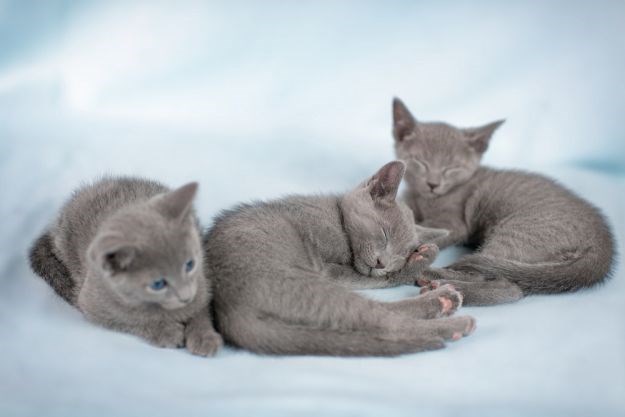 Ruska plava mačka: Graciozna kraljevska ljubimica - Index.hr