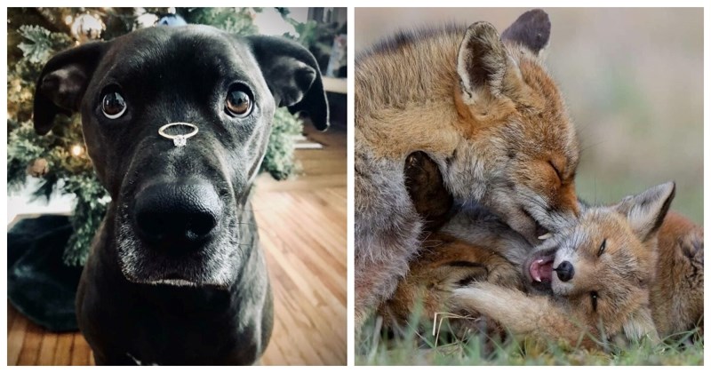 18 preslatkih fotki životinja koje će vas ispuniti dozom pozitive za ...