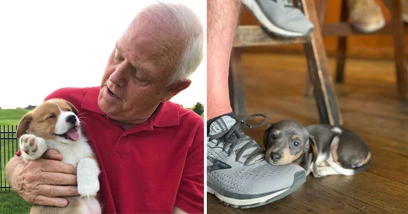 18 simpatičnih fotografija životinja čija je jedina svrha izmamiti vam ...