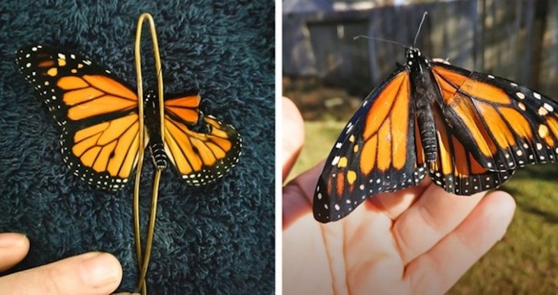 19 puta kad nam je priroda dala do znanja da ima ogromnu volju za ...