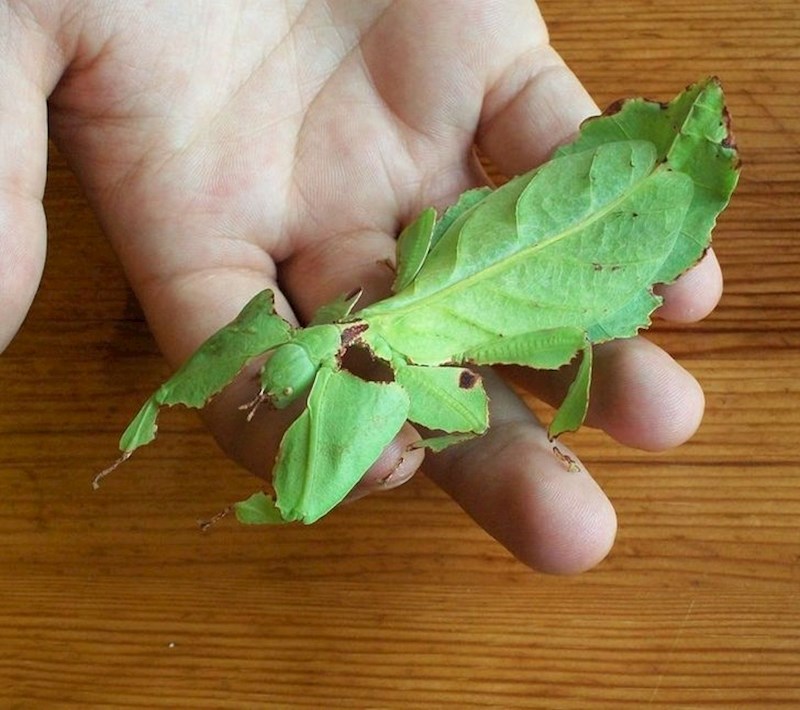 17 životinjskih špijuna koji se pretvaraju da su nešto drugo - Lajk.hr