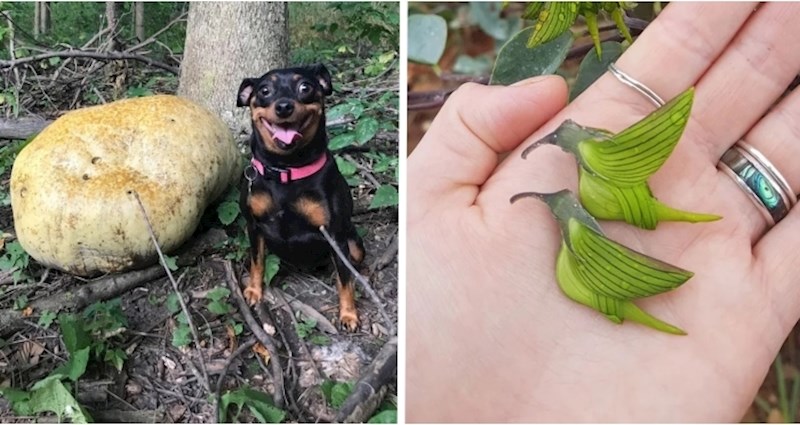 15 primjera kako nas priroda uvijek može iznenaditi svojim kreacijama ...