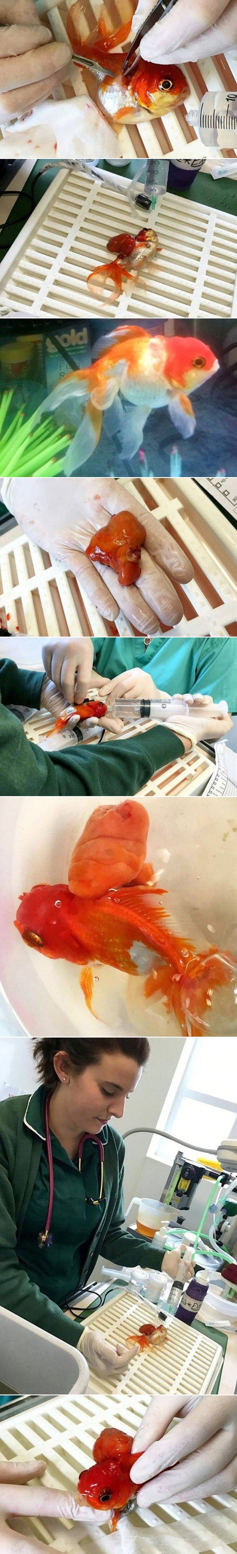 Zlatna ribica Nemo prešla 300 km da joj se ispuni jedna jedina želja ...